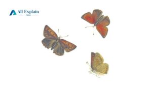 20 Cute Things That Come in Threes with Detail