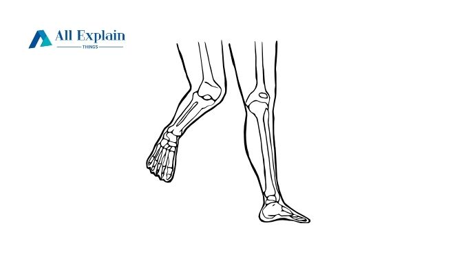 40 Things That Come in Fours (4's) with Images