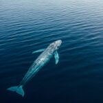 15 Things That Are 100 Feet (ft) Long - How Far is 100 Feet?